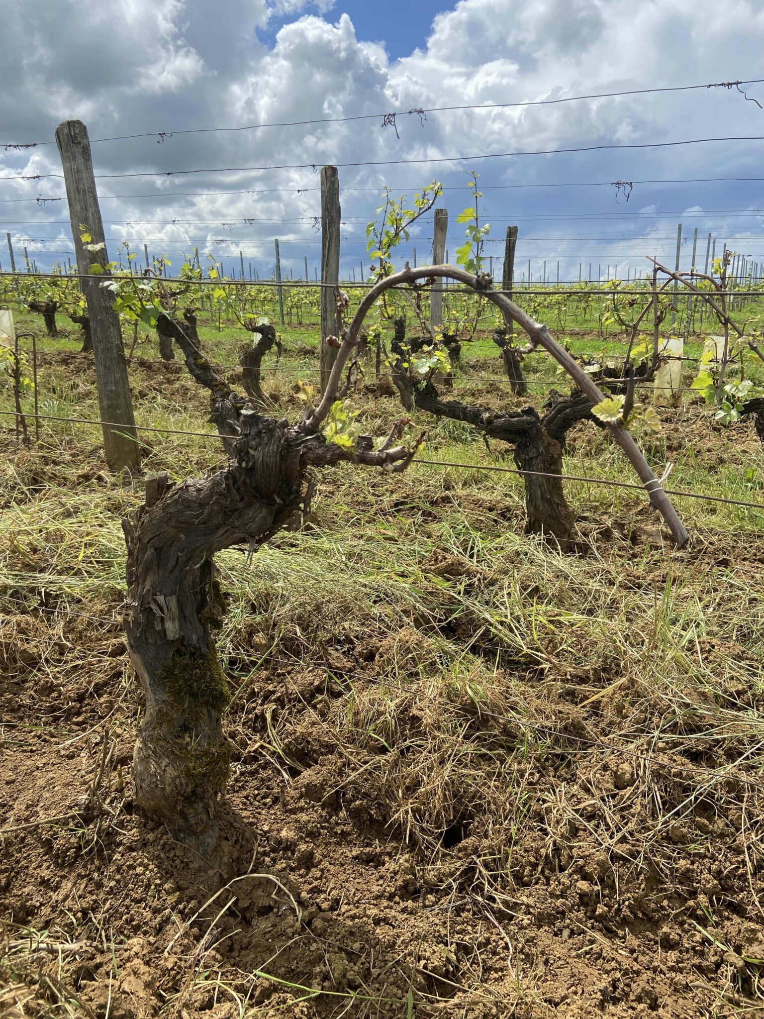Domaine Rolet 2023 & 2024: Two successive Jura vintages that are ...