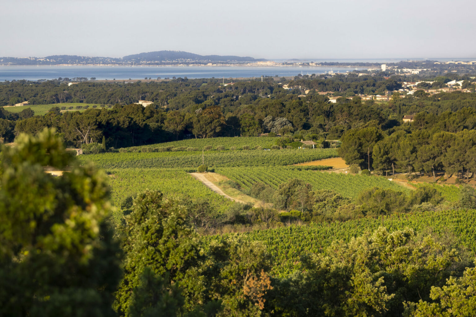 5 Reasons to Drink Provence All Year Long • Genuine Wines