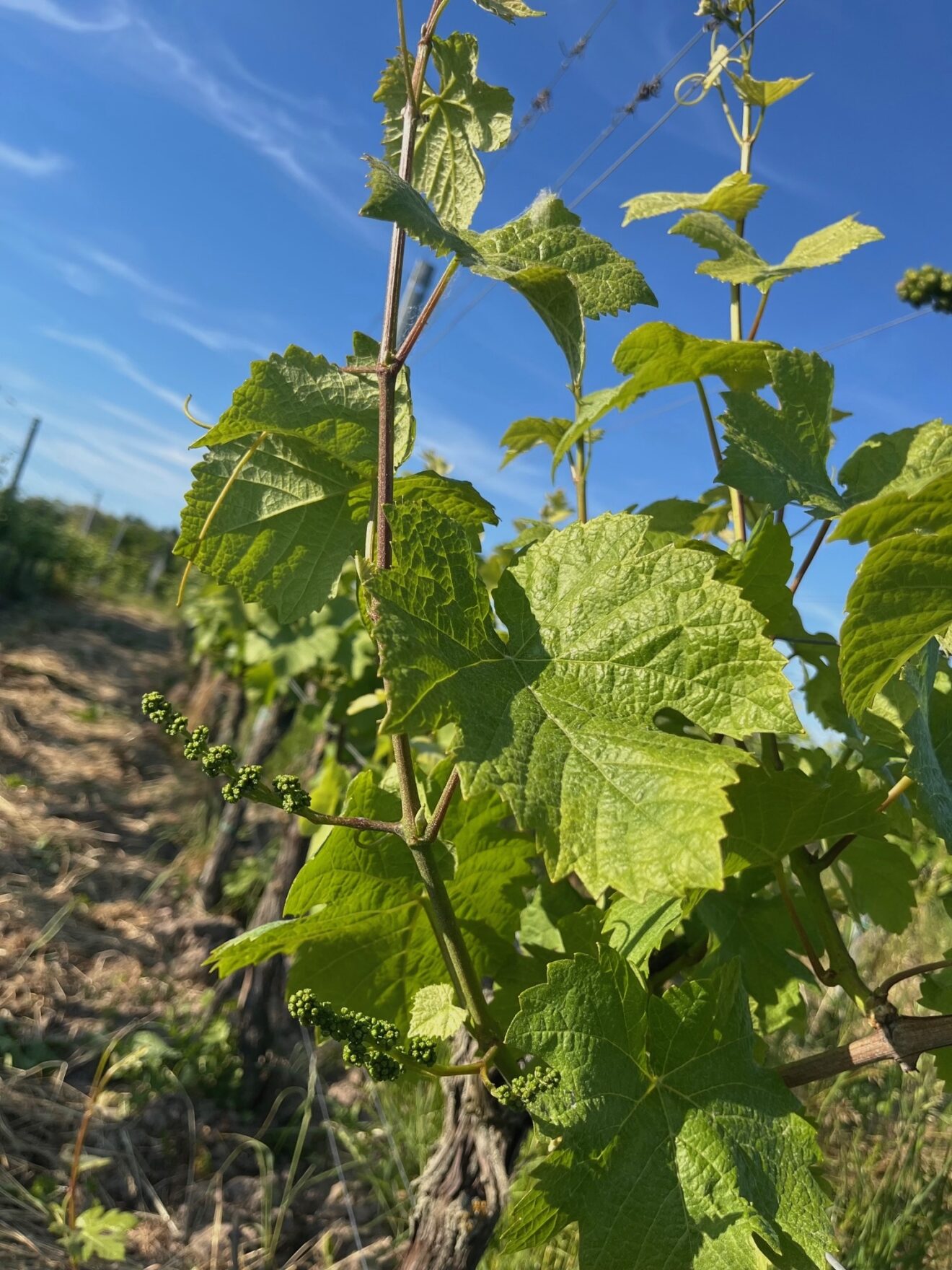 inflorescence • Genuine Wines